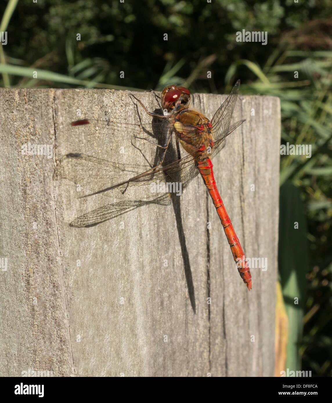 Common Darter Dragonfly Stock Photo - Alamy
