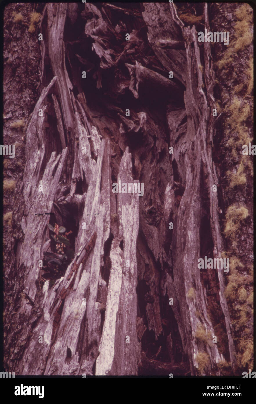 A spruce trunk showing signs of decay in the center, located along an ...