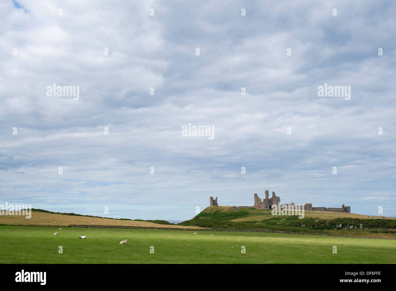 Sheep grazing near Dunstanburgh Castle, Northumberland Stock Photo - Alamy