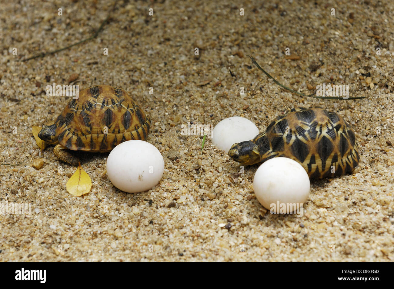 Tortoise hatching egg hi-res stock photography and images - Alamy