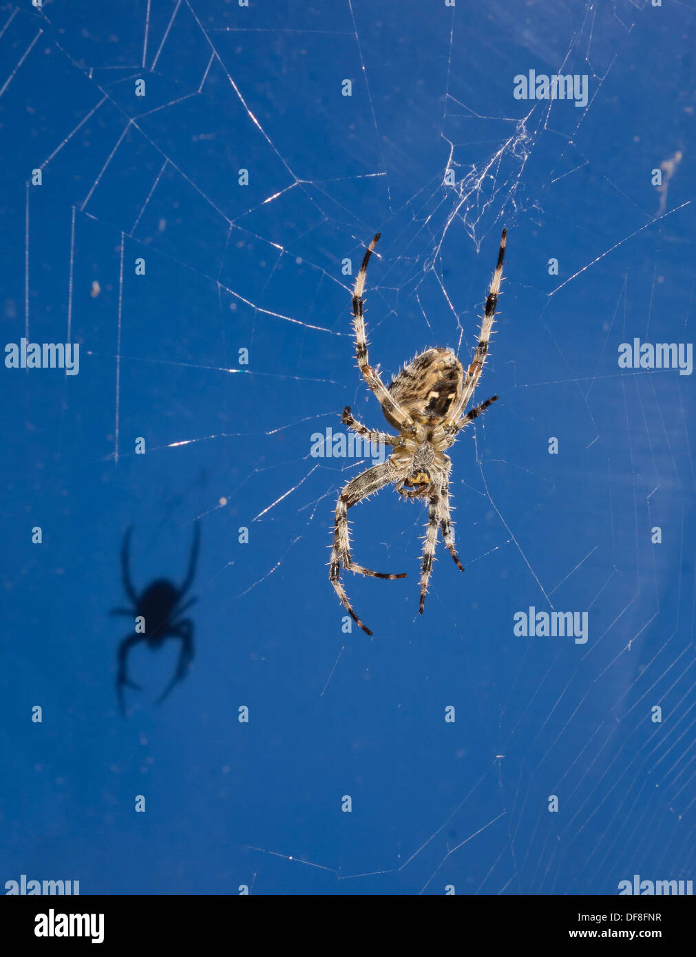 Garden or cross spider underside Stock Photo - Alamy