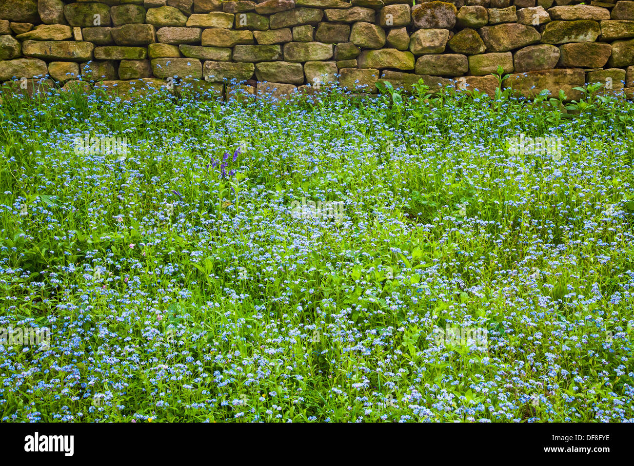 Forget me Knots in North Yorkshire Stock Photo - Alamy