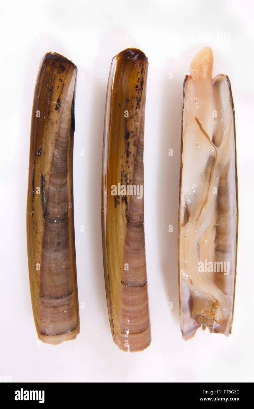 Still life fruit shell fish hi-res stock photography and images - Alamy