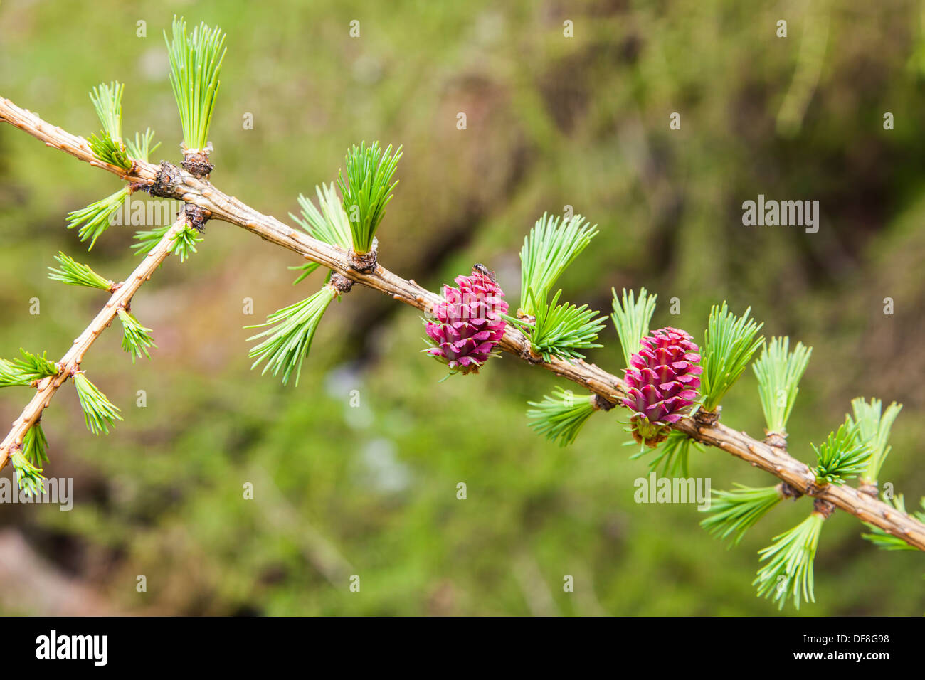 Larch tree hi-res stock photography and images - Alamy