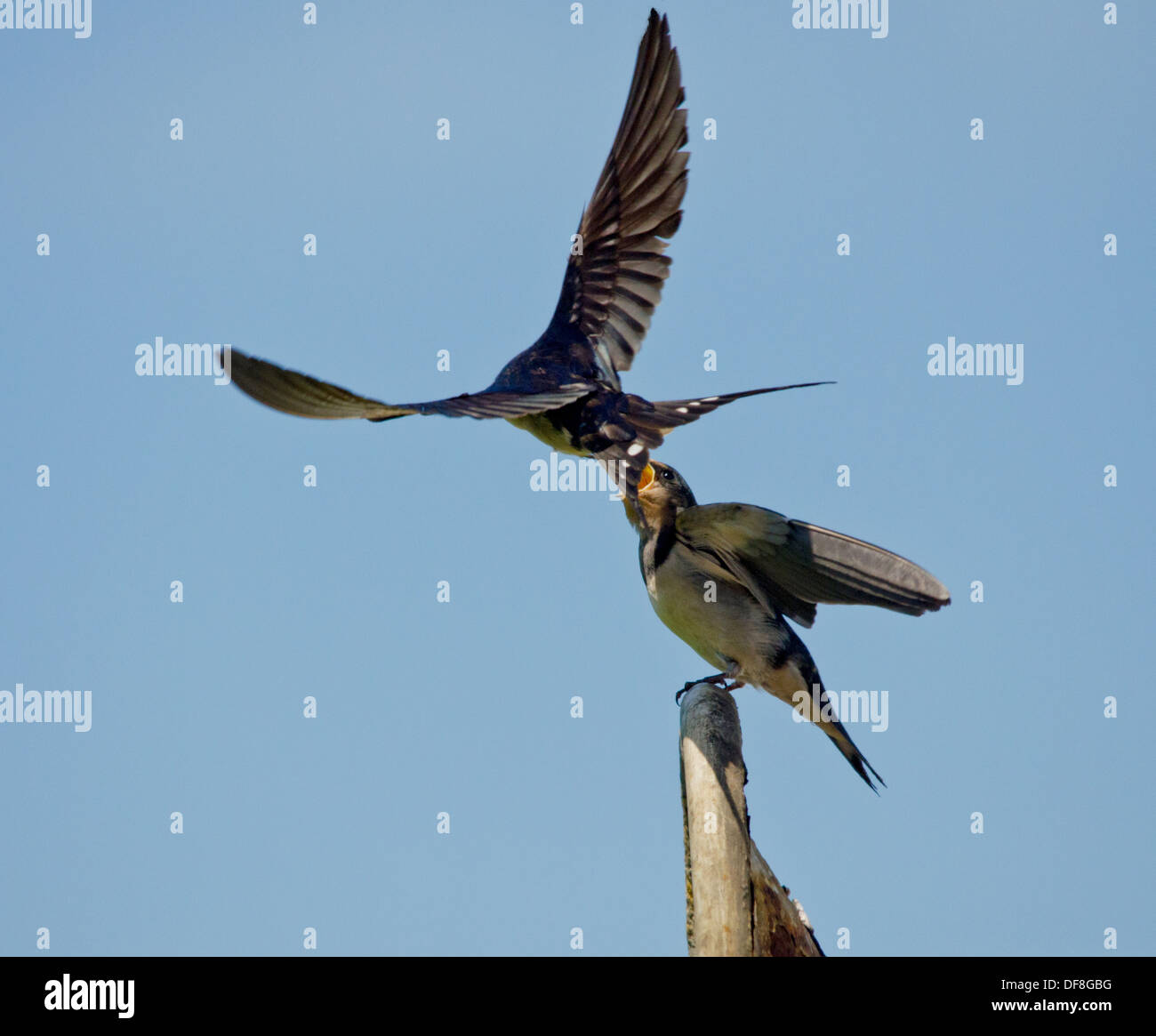 Swallows feeding hi-res stock photography and images - Alamy