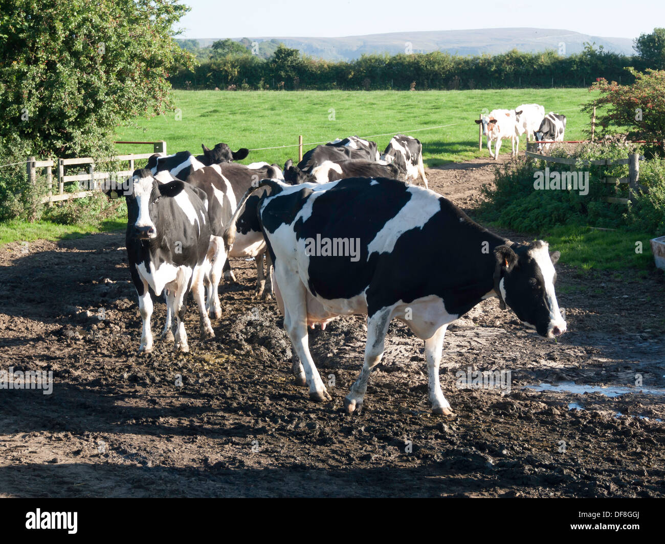 Holstein cow walking hi-res stock photography and images - Alamy