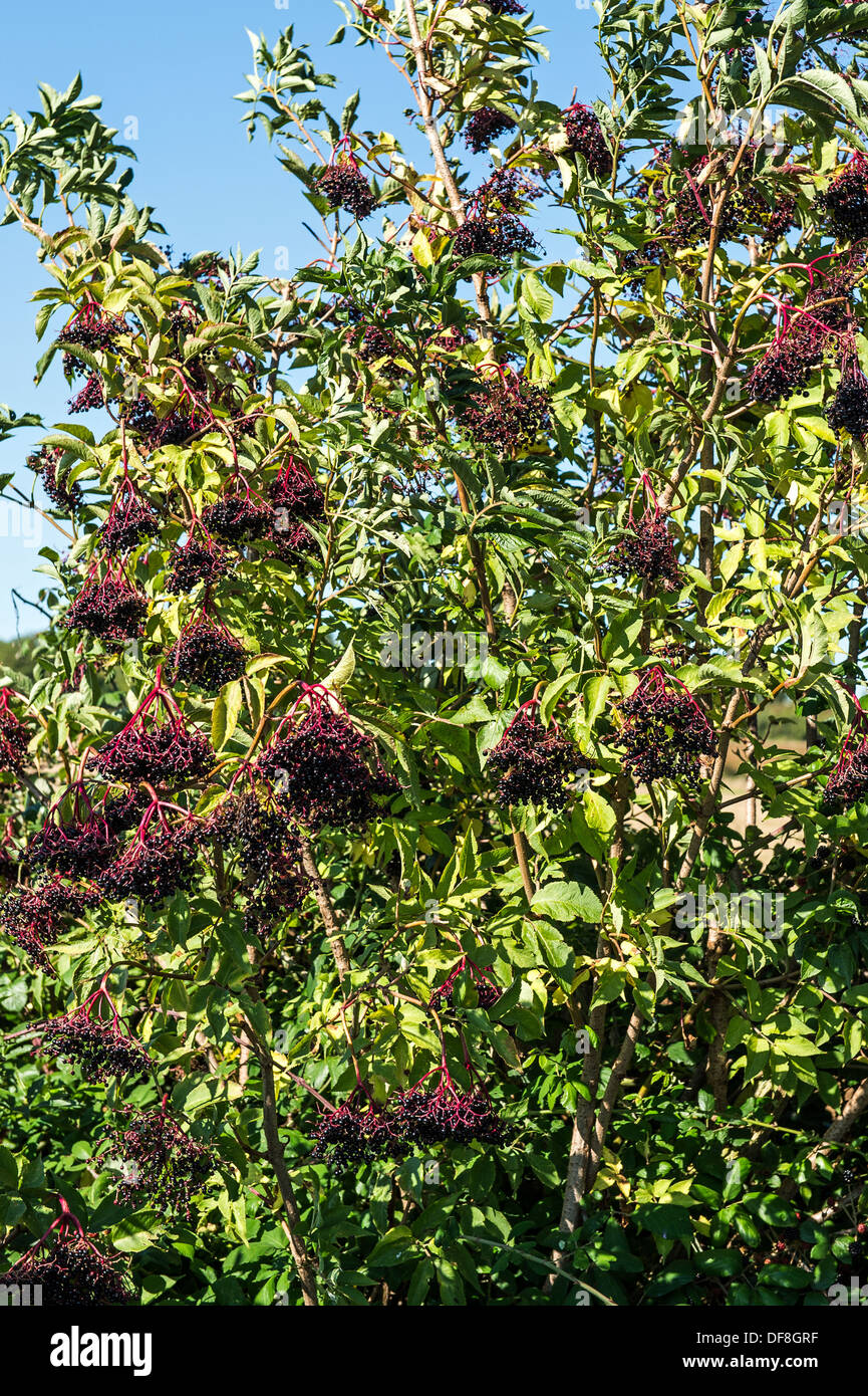 Elderberries on an Elder tree in the early Autumn Stock Photo - Alamy
