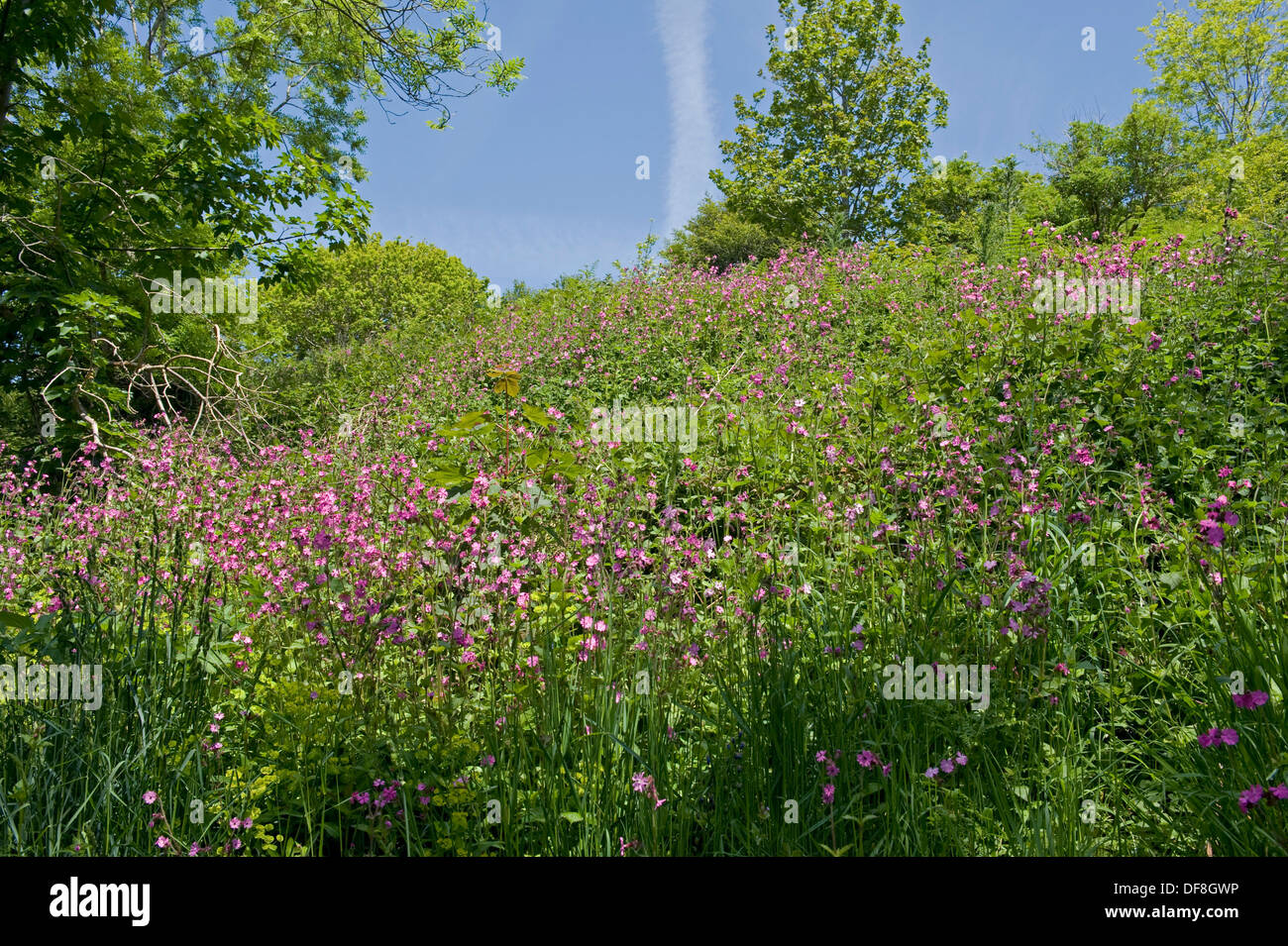Pink campion flower hi-res stock photography and images - Alamy