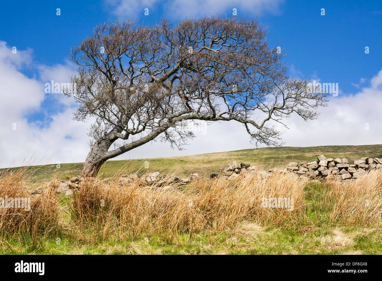 Alder tree hi-res stock photography and images - Alamy
