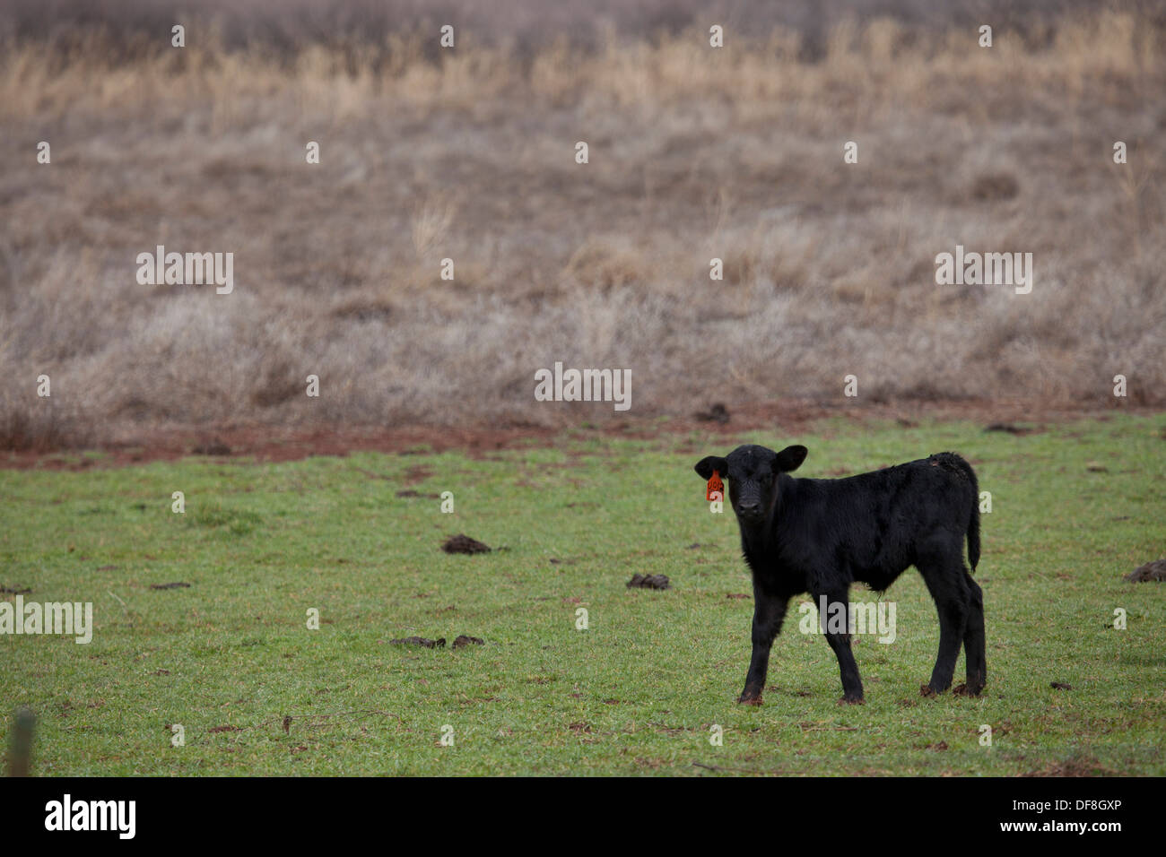 Cow valley west hi-res stock photography and images - Alamy