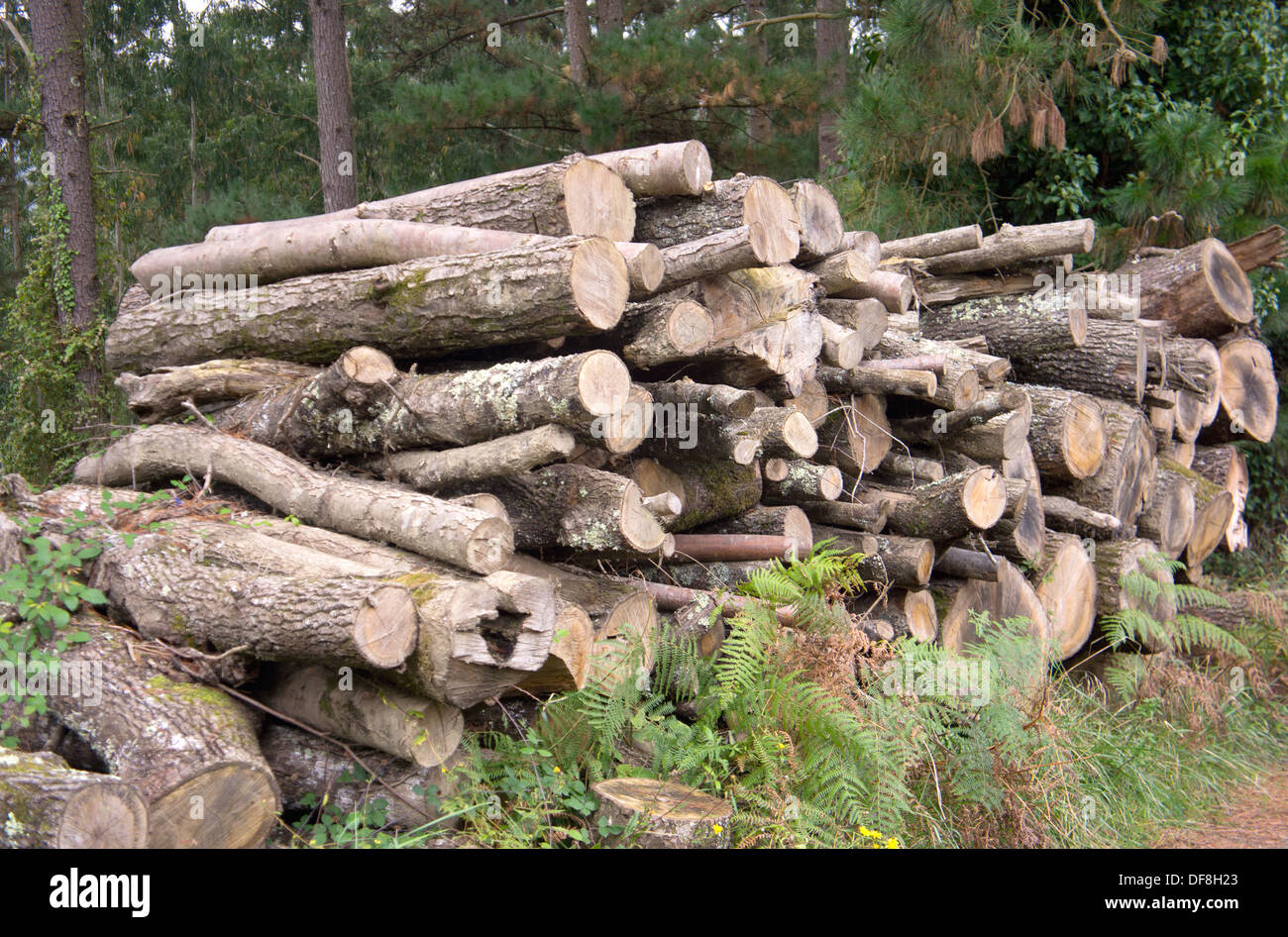 A pile of cut wood in the forest Stock Photo - Alamy