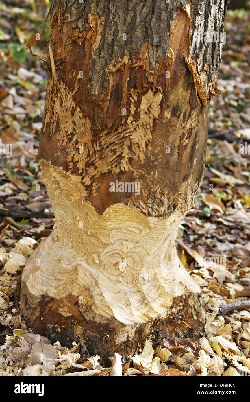 Beaver chewing wood hi-res stock photography and images - Alamy