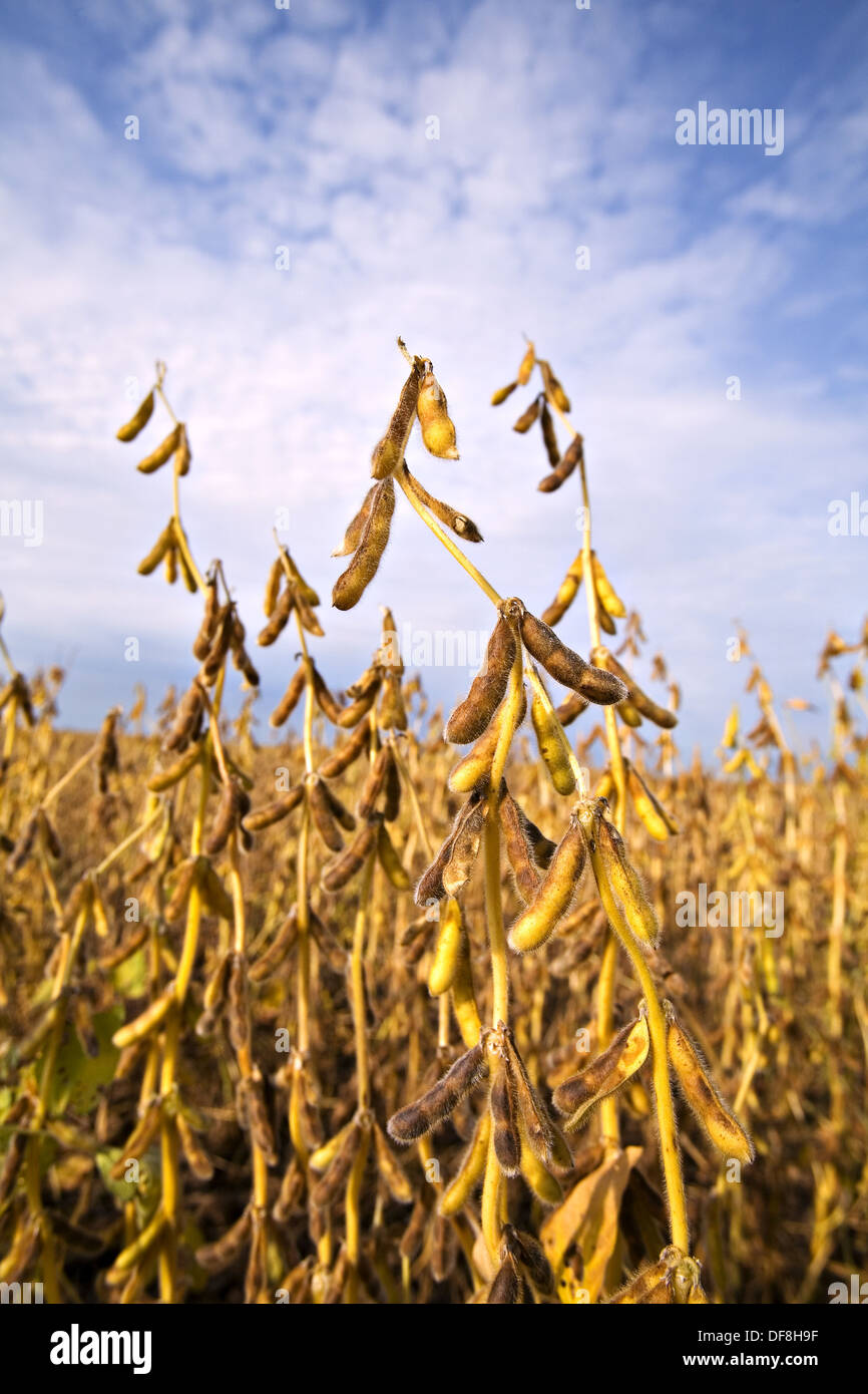 Soybean field stalk hi-res stock photography and images - Alamy