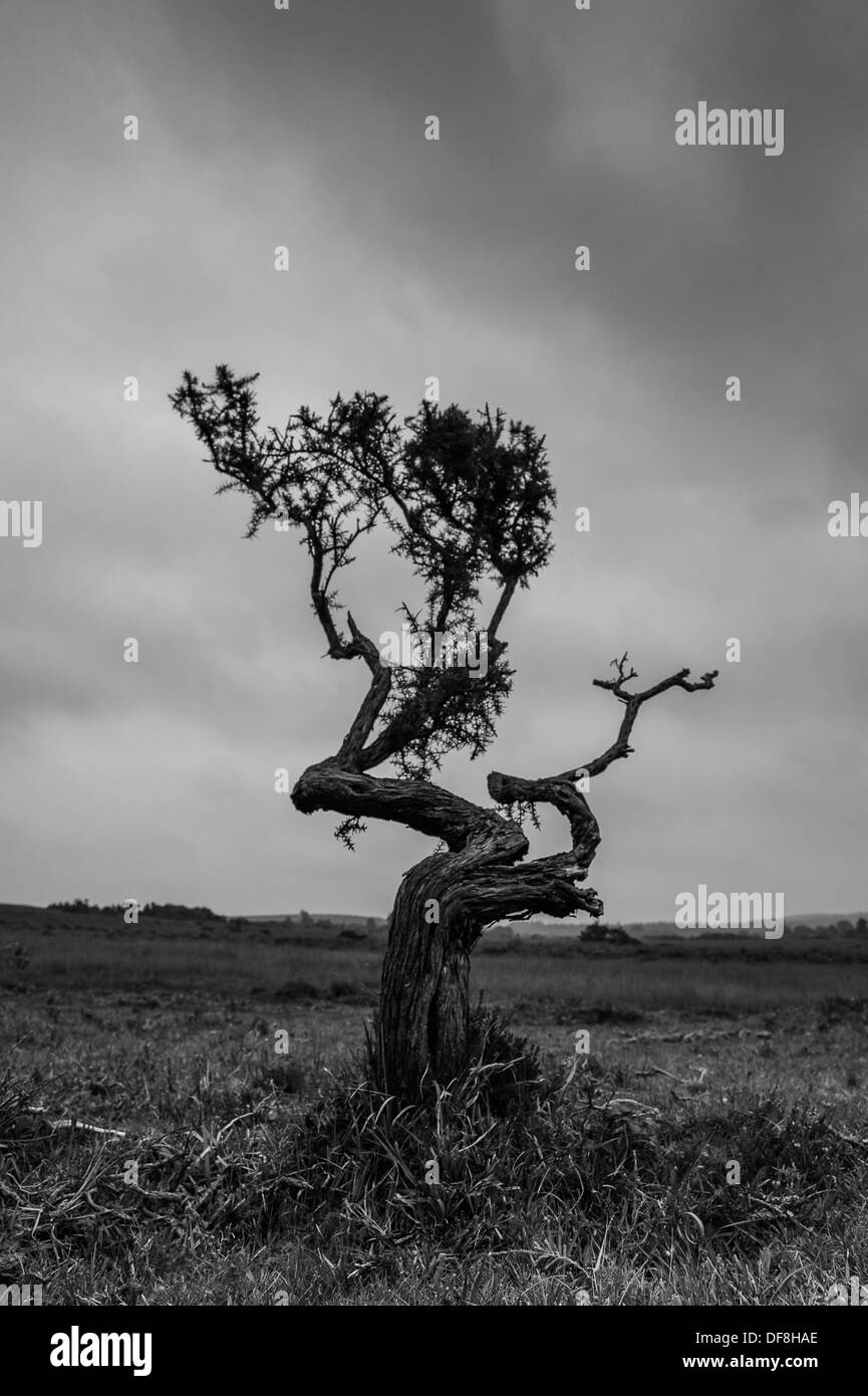 New england black and white landscape hi-res stock photography and ...