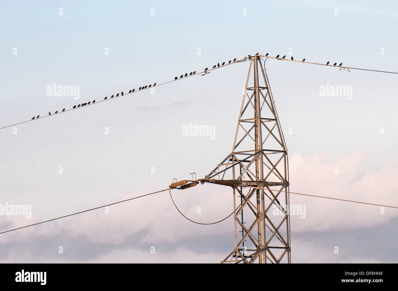 starlings flying on top of an electric pole Stock Photo - Alamy