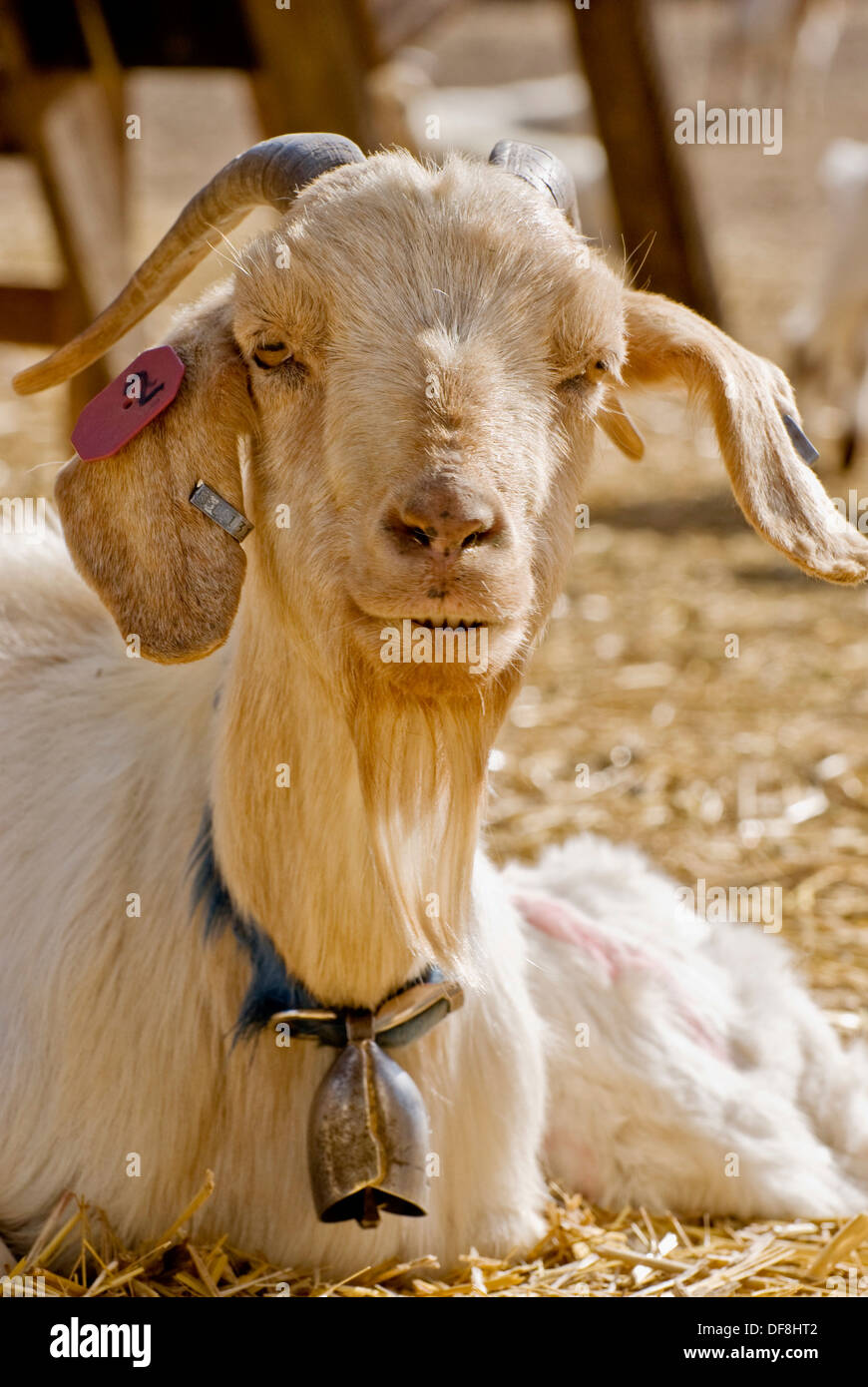 Goat bell hi-res stock photography and images - Alamy