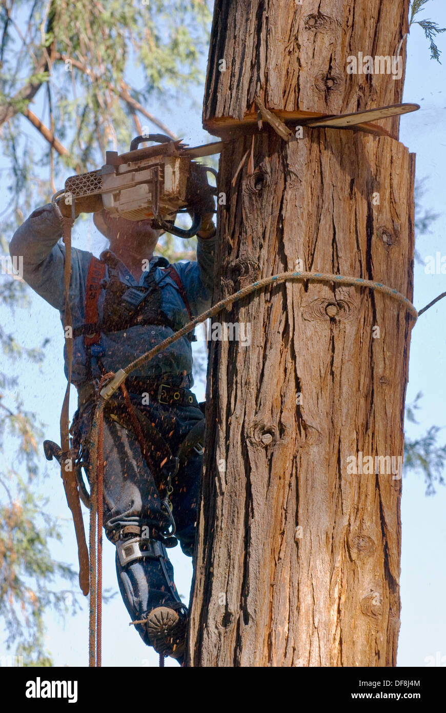 Woodcutter Cutting Trees
