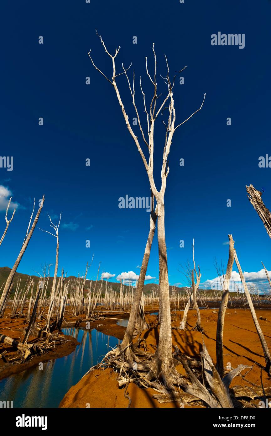 Drowned Tree High Resolution Stock Photography and Images - Alamy
