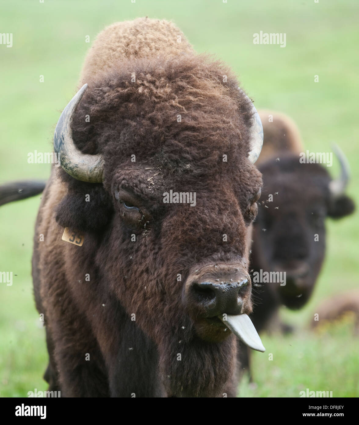 Buffalo farm hi-res stock photography and images - Alamy