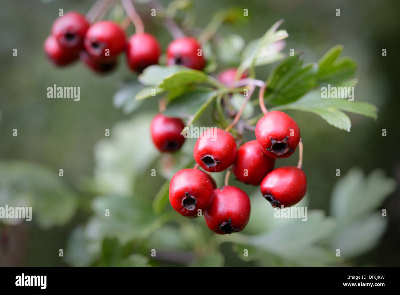 Hawthorn tree garden hi-res stock photography and images - Alamy