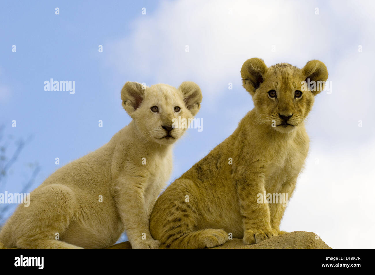 Old White Lion High Resolution Stock Photography and Images - Alamy