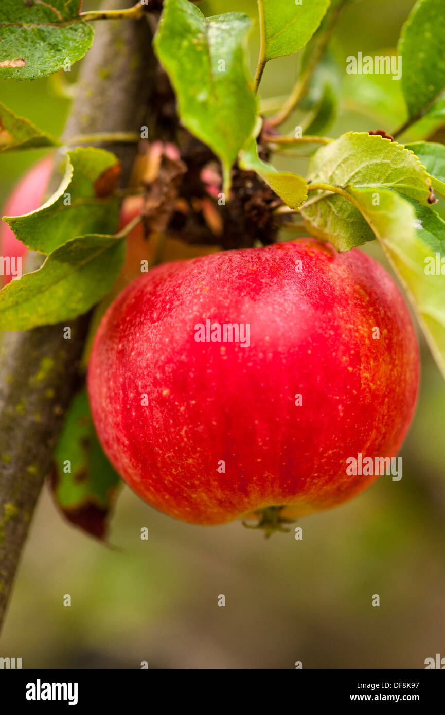 North London suburb Garden bright red ripe apple tree trees branch leaf ...