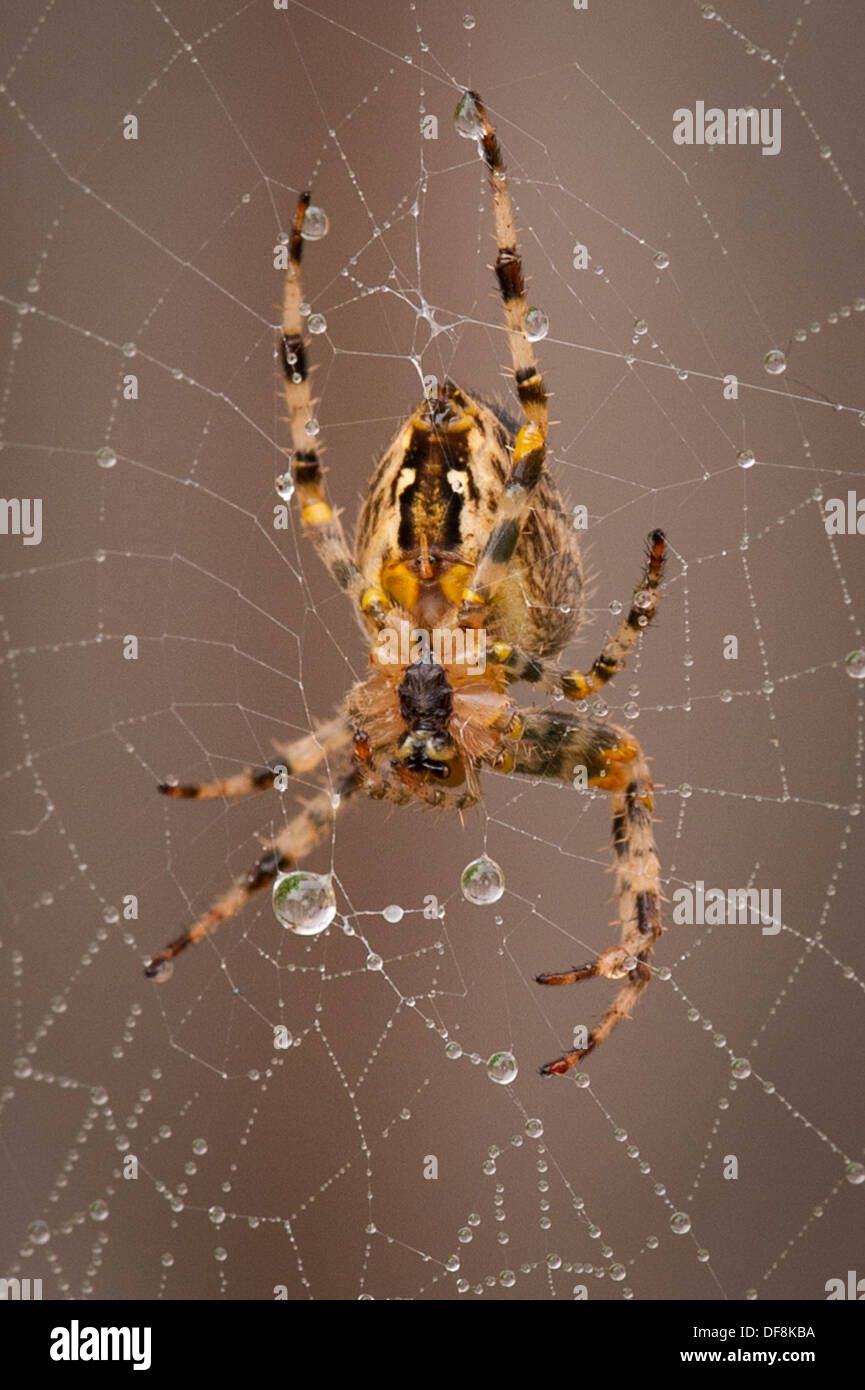 London cross spider hi-res stock photography and images - Alamy