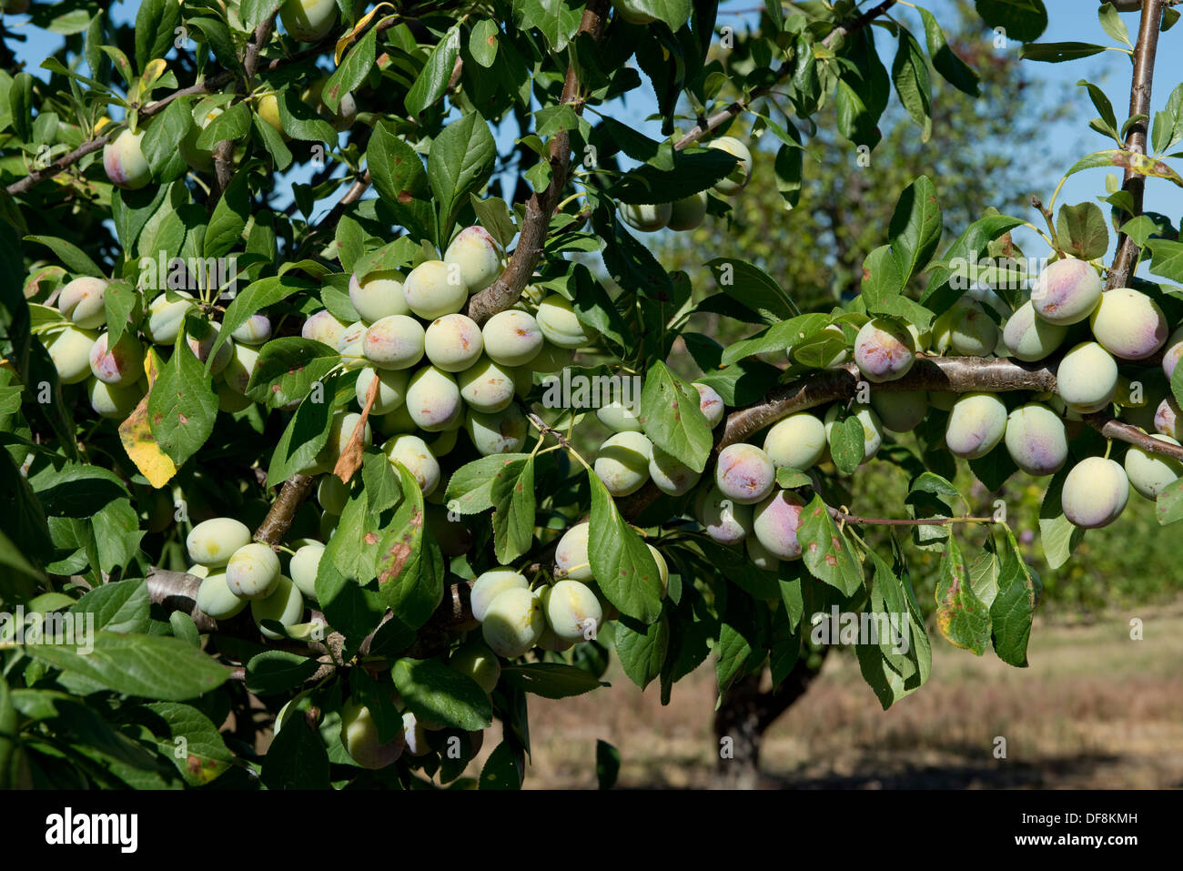 Plum trees hi-res stock photography and images - Alamy