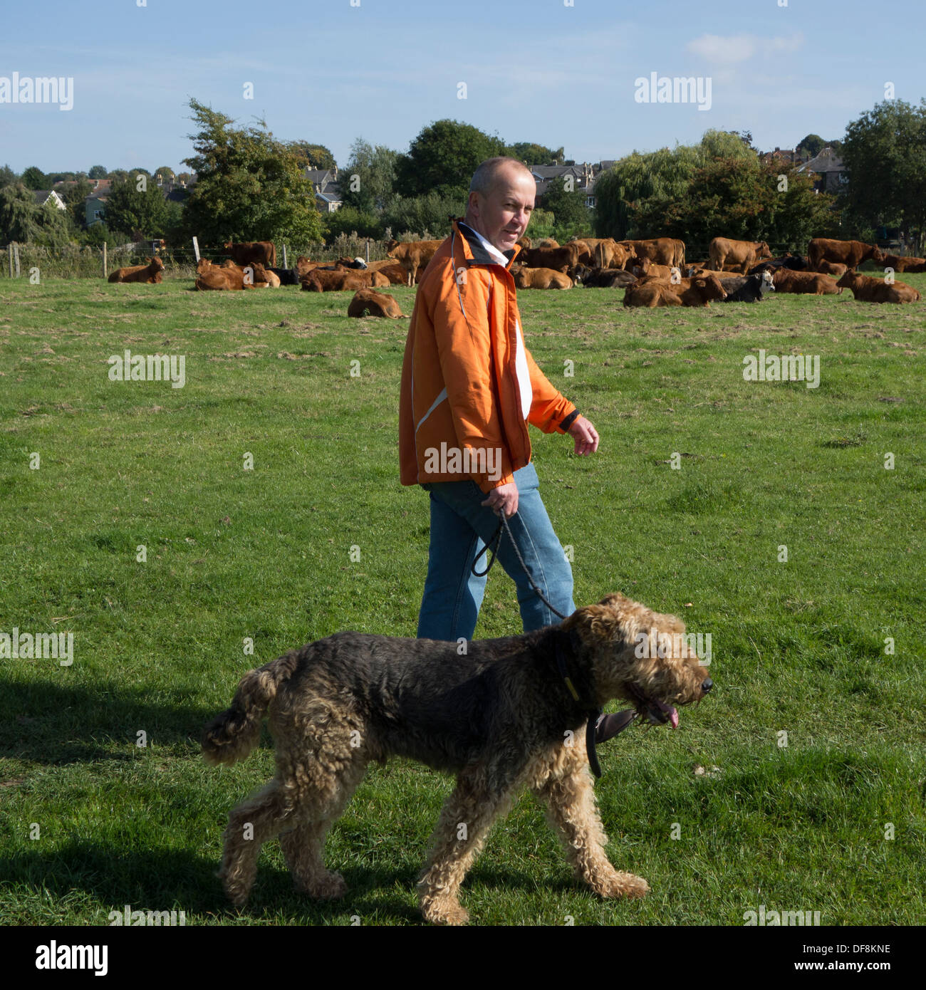 Walking dog cows hi-res stock photography and images - Alamy