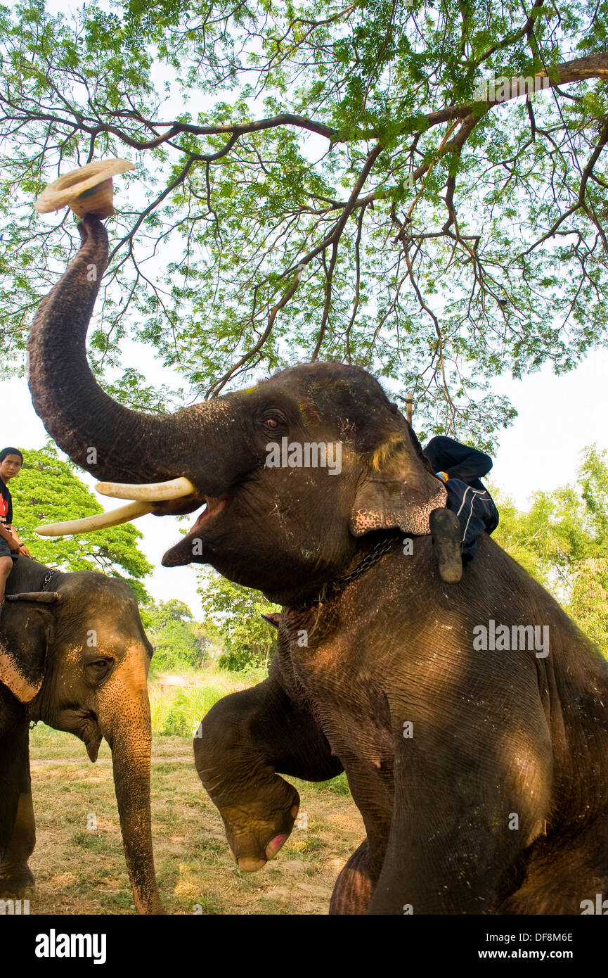 Elephant Standing Hind Legs High Resolution Stock Photography and ...