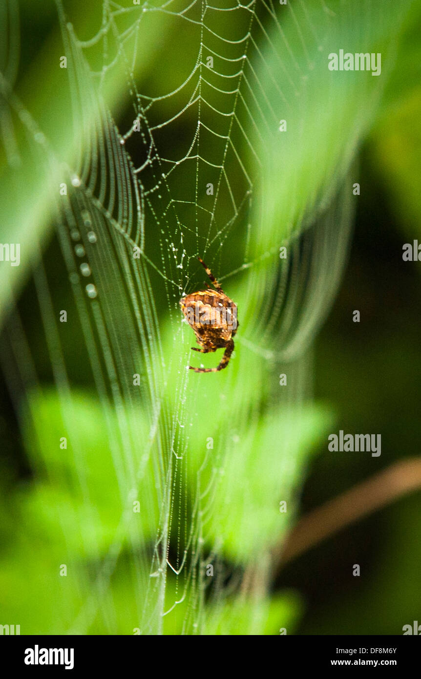 North London suburb European Garden Spider Cross Orb Araneus Diadematus ...