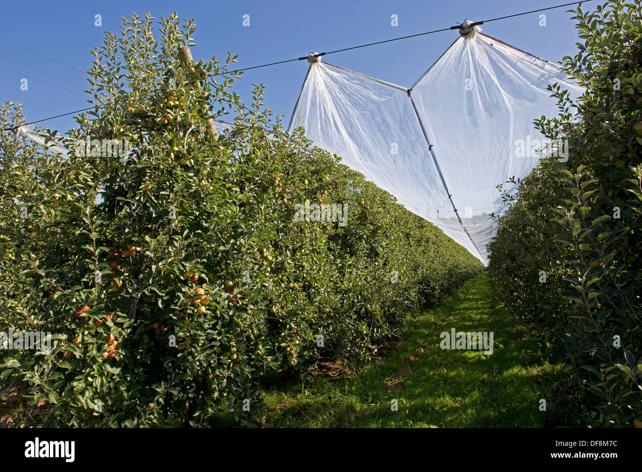 Heavily fruiting ripe cordon apples on the trees under shade netting ...