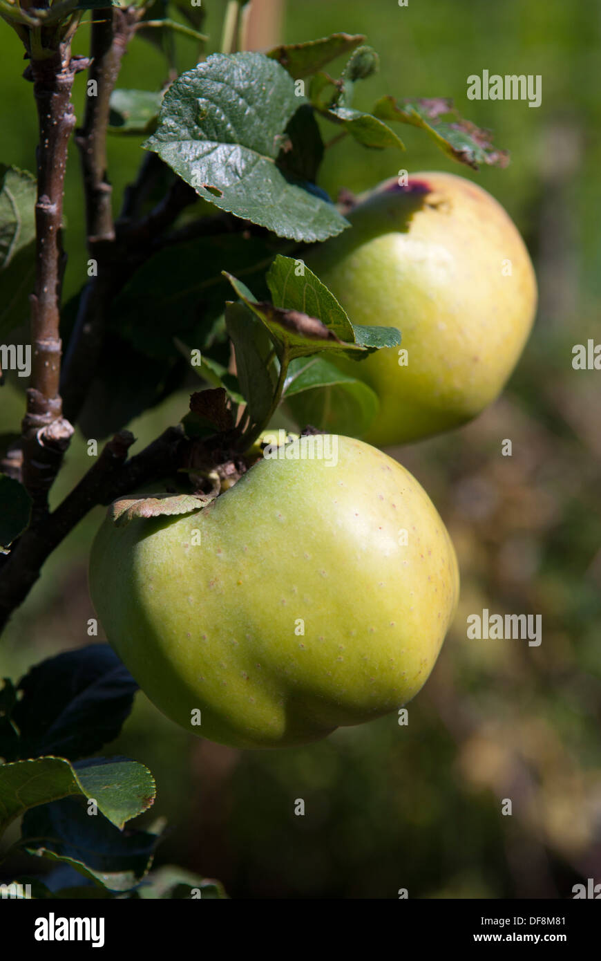Grenadier apple tree hi-res stock photography and images - Alamy