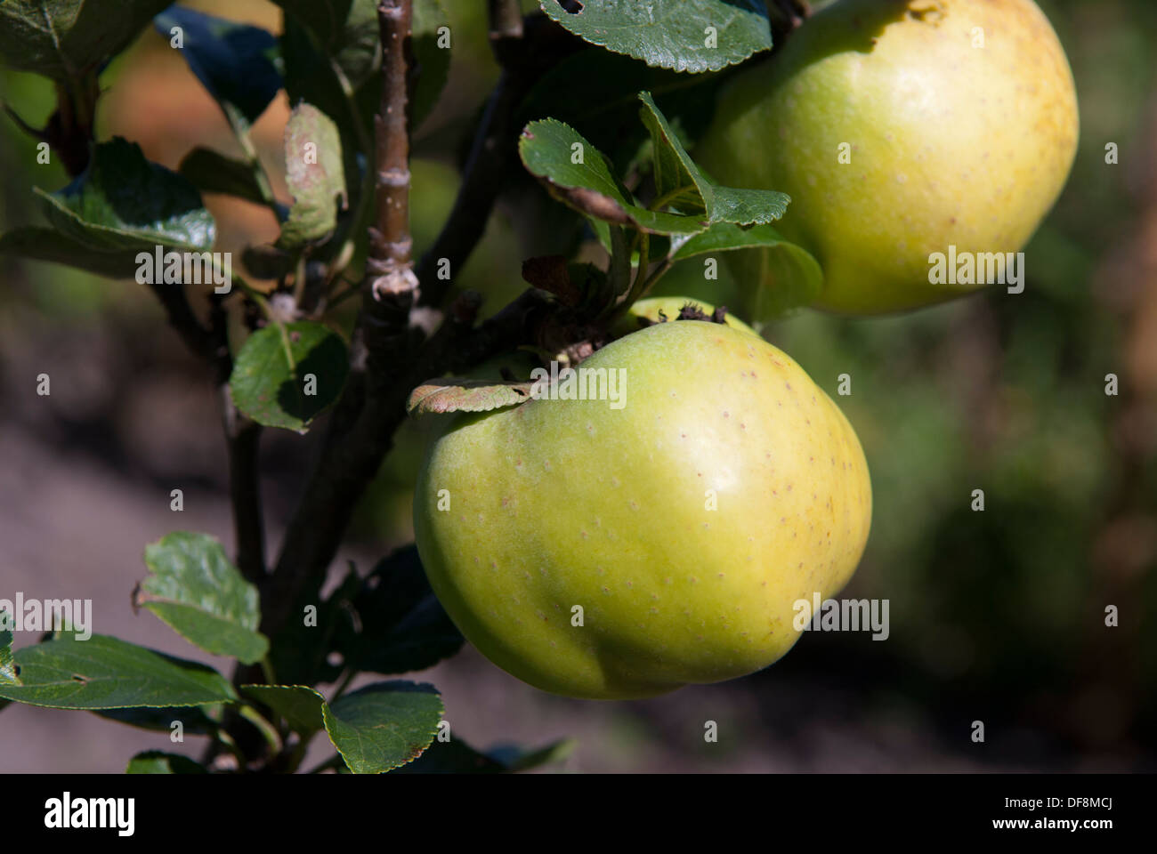 Grenadier apple tree hi-res stock photography and images - Alamy