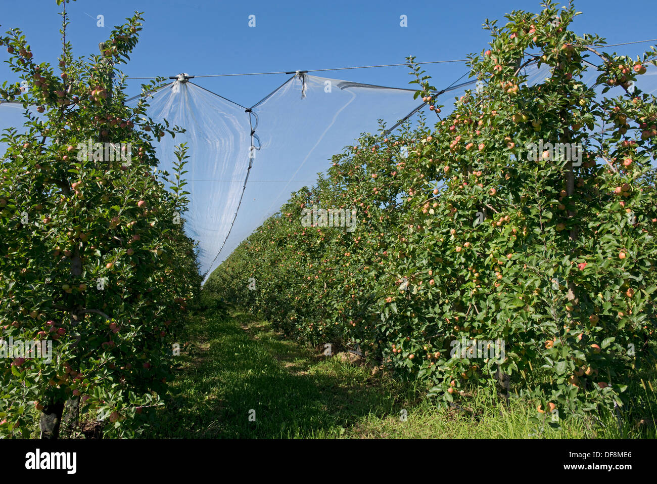 Apple cordon summer hi-res stock photography and images - Alamy