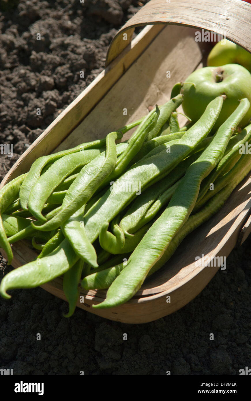 Freshly picked runner beans 'Armstrong' (Phaseolus Coccineus) from an ...