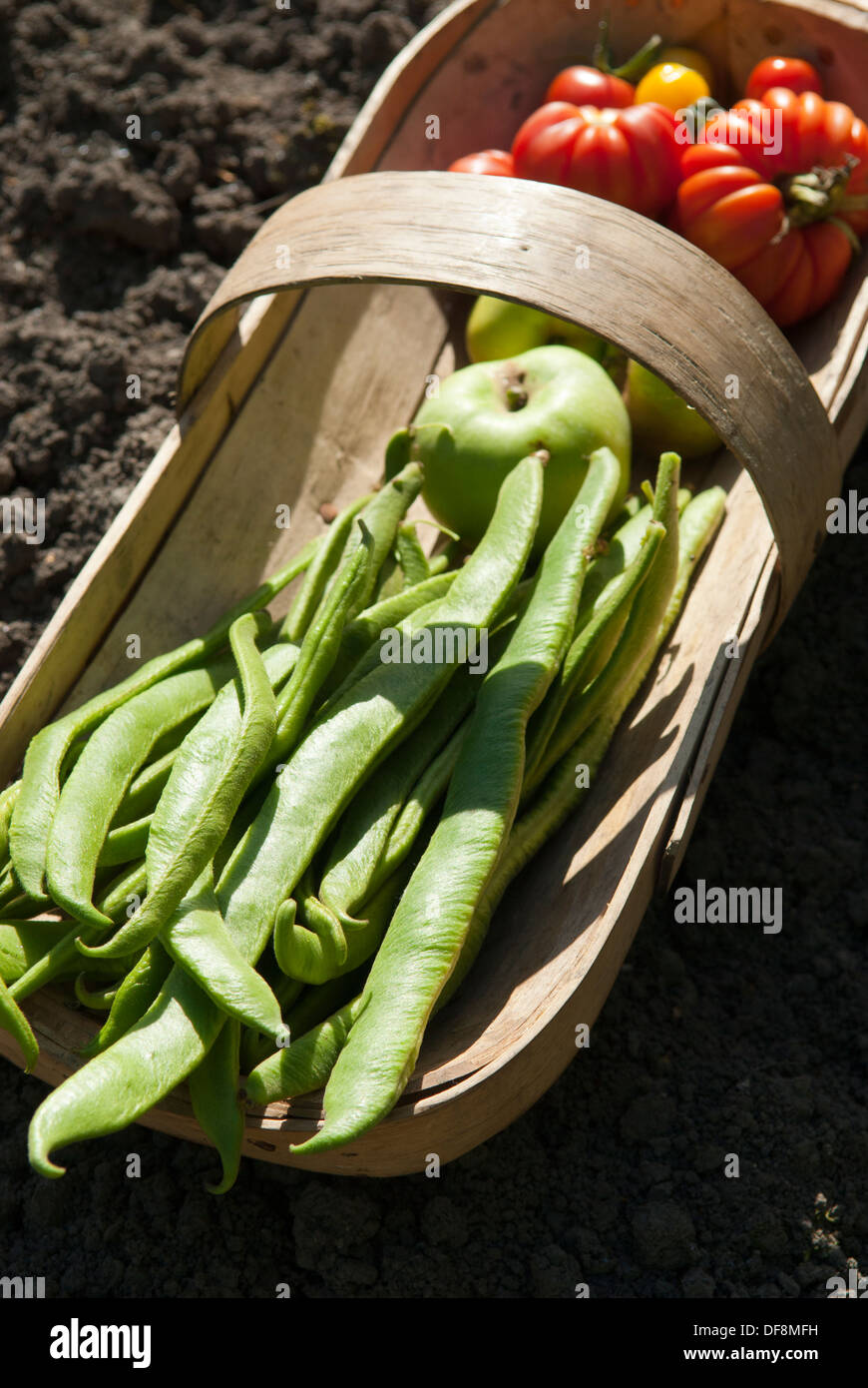 Freshly picked runner beans 'Armstrong' (Phaseolus Coccineus) from an ...