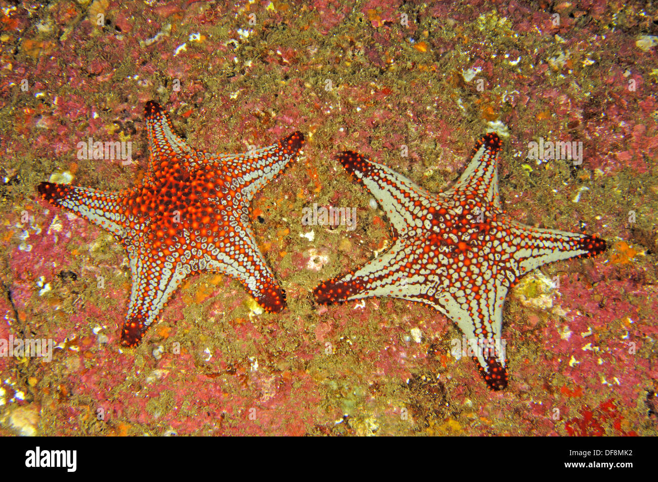Panamic cushion starfish hi-res stock photography and images - Alamy