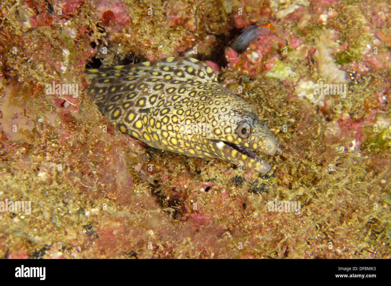 Jewel of moray hi-res stock photography and images - Alamy