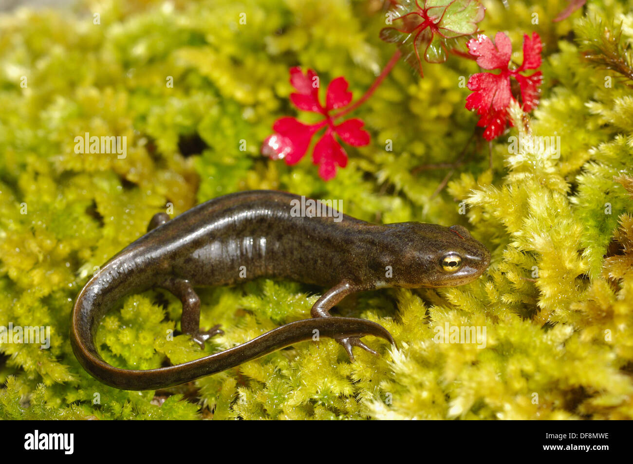 Bosca Newt High Resolution Stock Photography and Images - Alamy