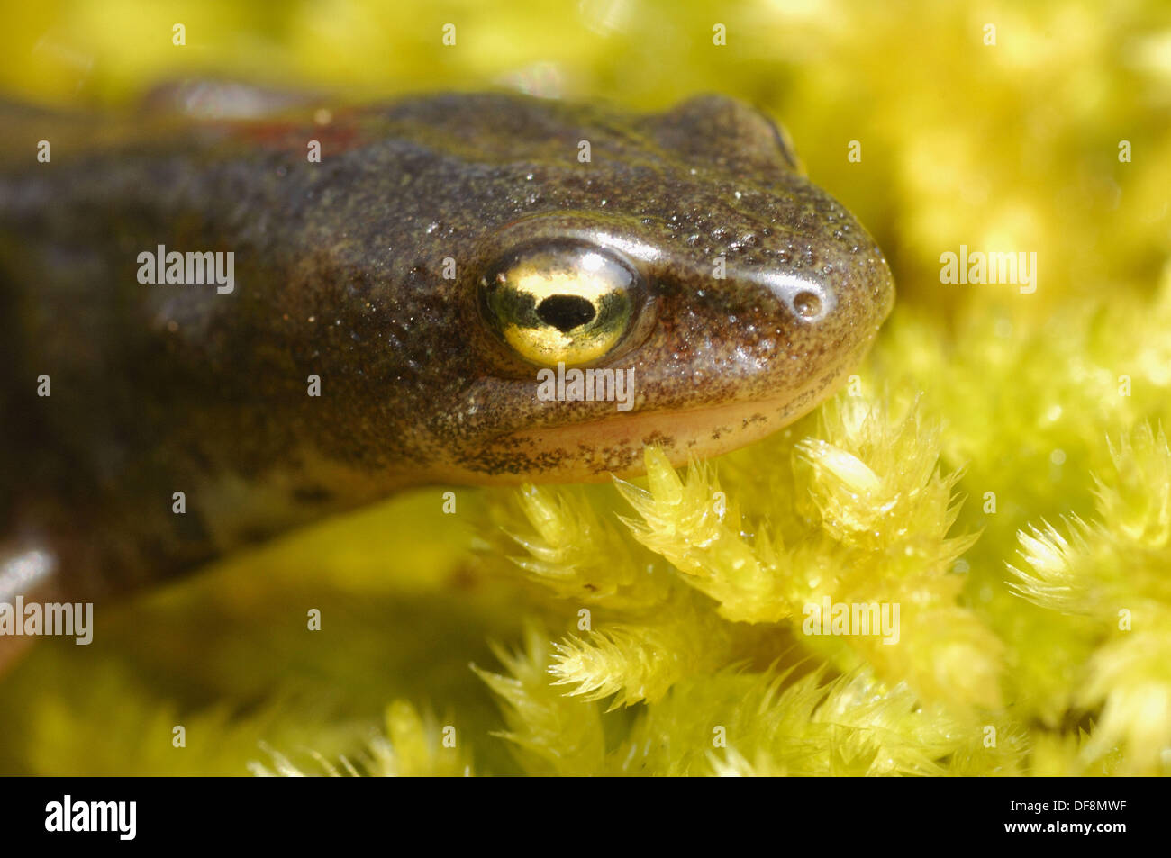 Bosca Newt High Resolution Stock Photography and Images - Alamy