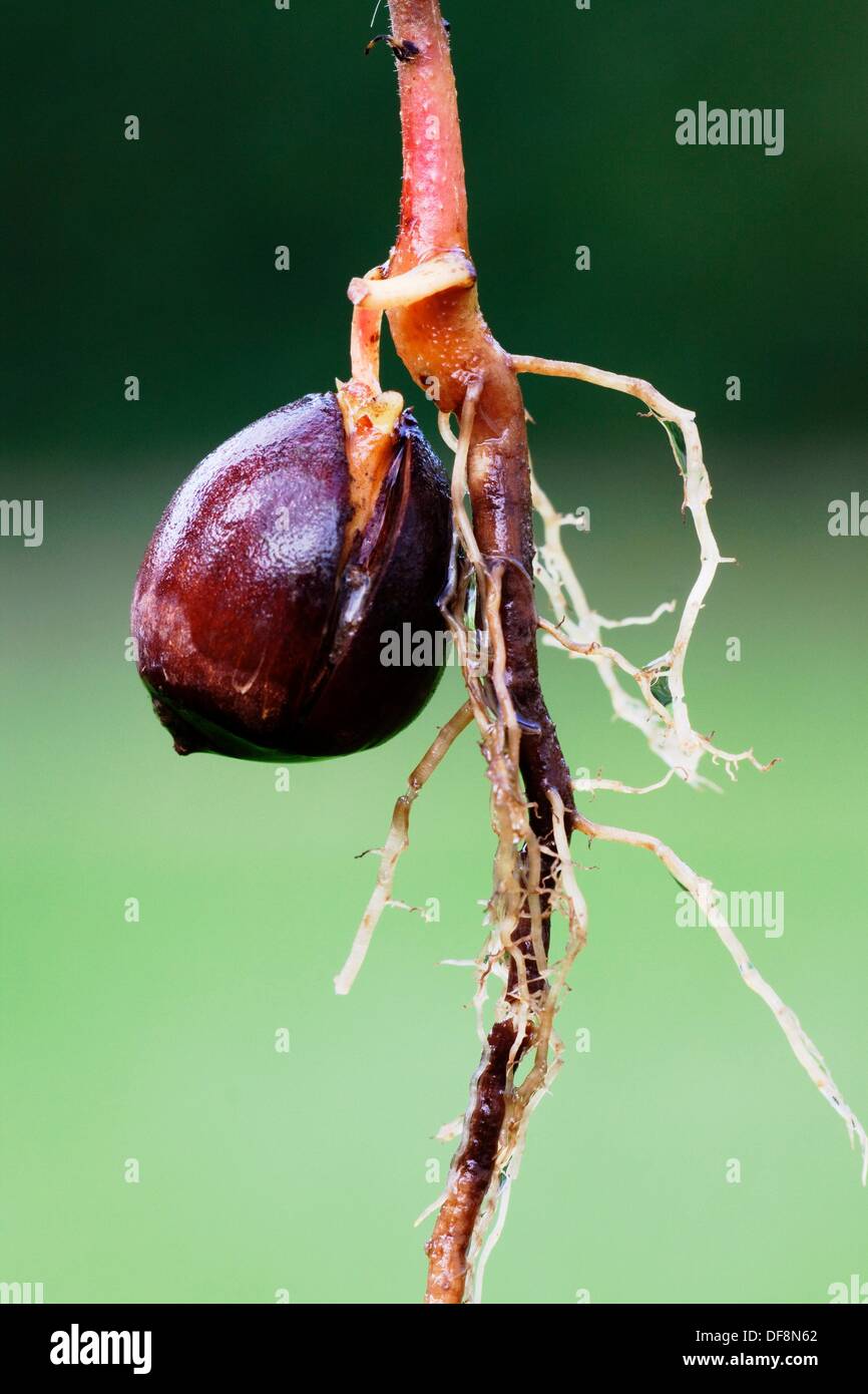 Keimling High Resolution Stock Photography and Images - Alamy