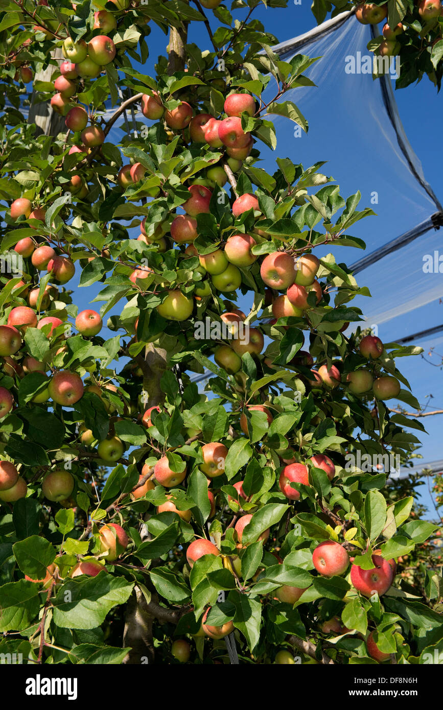 Heavily fruiting ripe cordon apples pink lady on the trees near Sainte ...