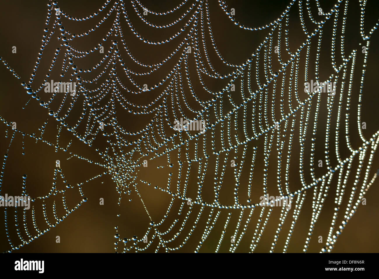 abstract background from a web shine in the sun Stock Photo - Alamy
