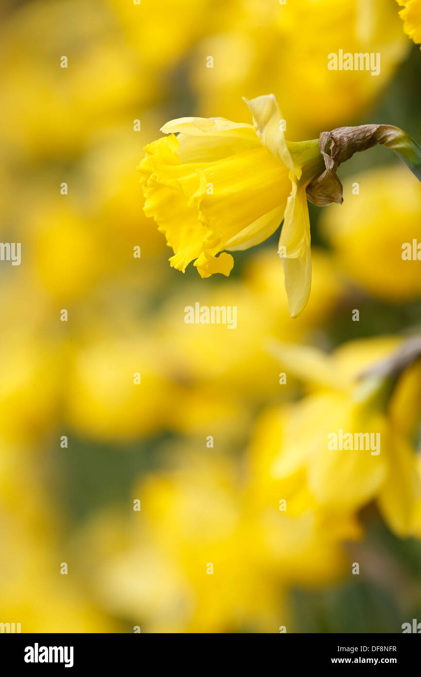 Heads of daffodil hi-res stock photography and images - Alamy