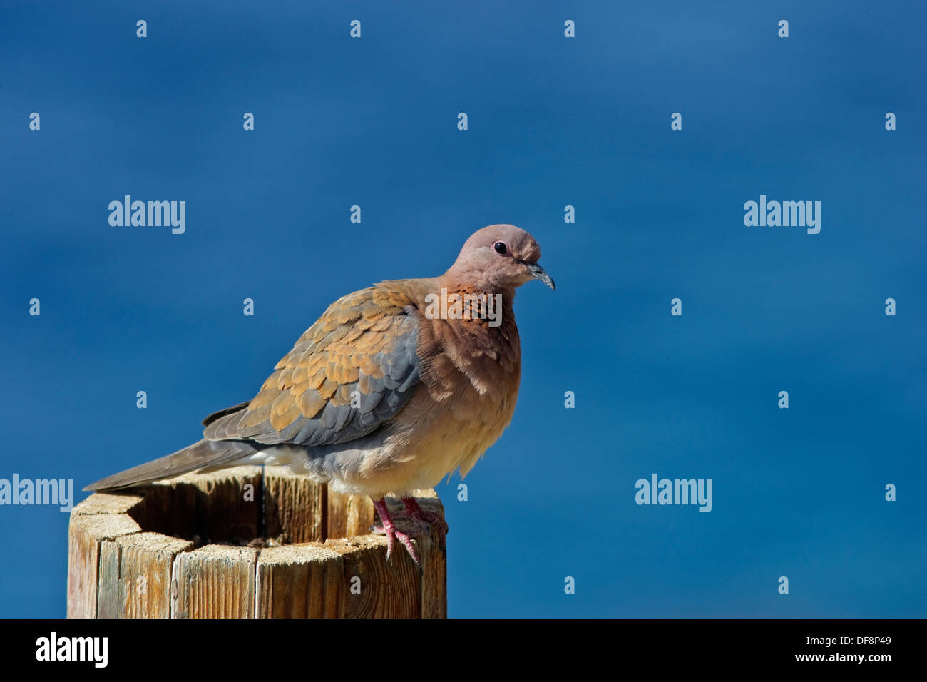 Laughing Dove (Streptophelia senegalensis) also called Palm Dove Stock ...
