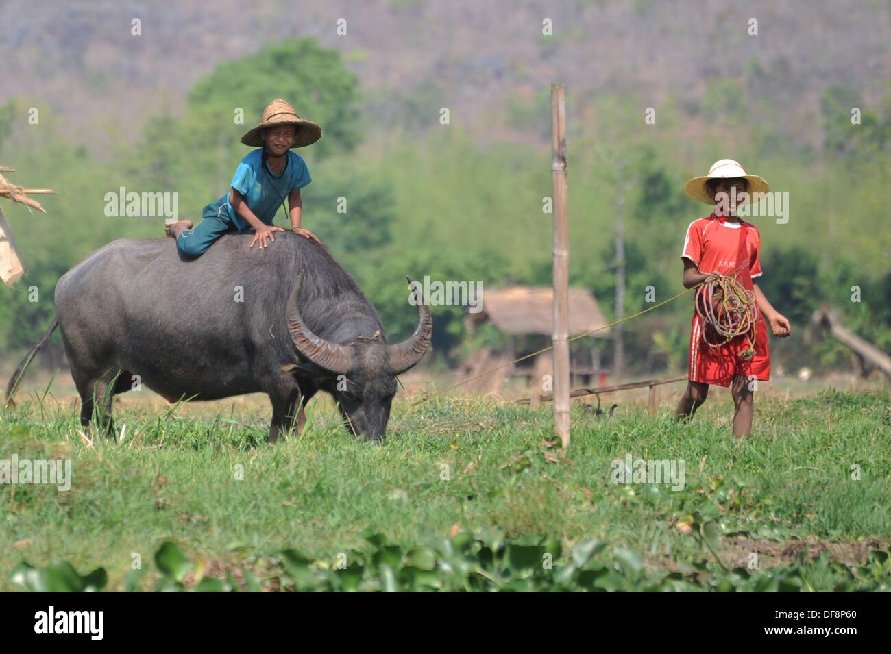 Water buffalo and boys hi-res stock photography and images - Alamy