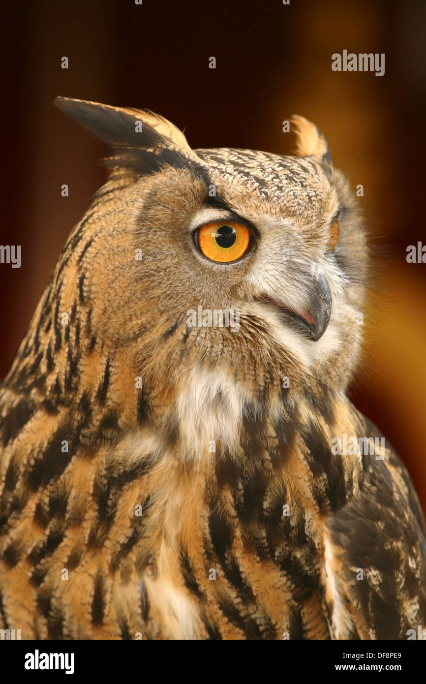 Buho real bubo bubo hi-res stock photography and images - Alamy