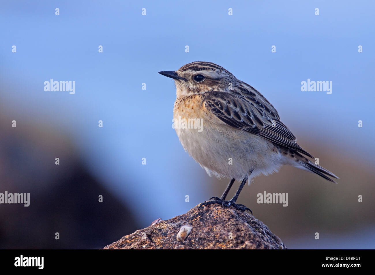 Whinchats hi-res stock photography and images - Alamy