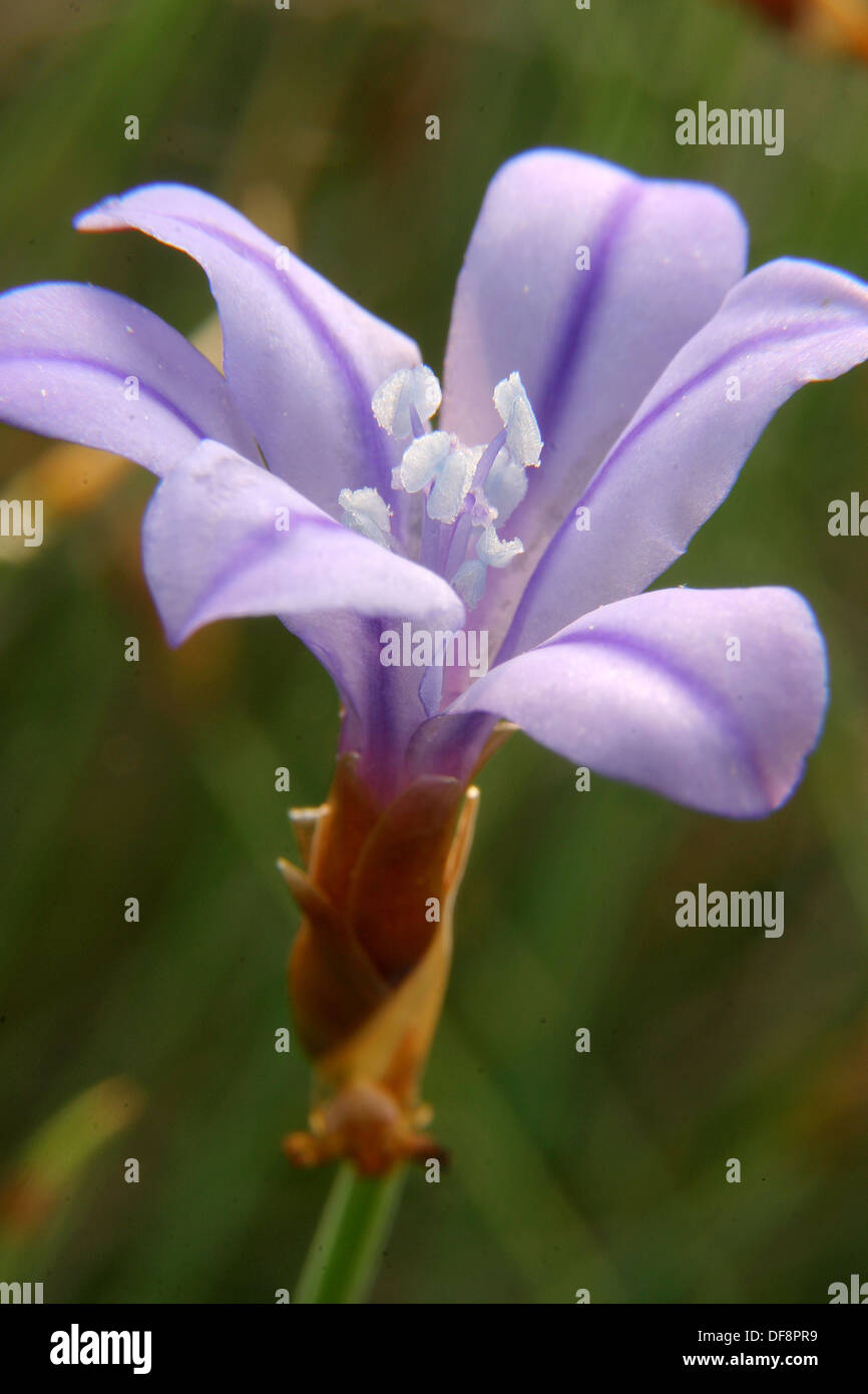 Blue aphyllanthes hi-res stock photography and images - Alamy